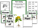 Planting Seeds: A Plants Research and Writing Project PLUS Centers ...